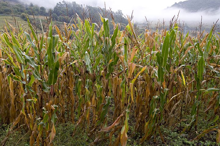 El Maíz - Región de Murcia Digital