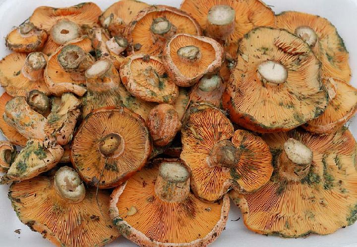 Setas- Gastronomía - Región de Murcia Digital