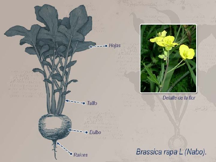 Nabo - Región de Murcia Digital