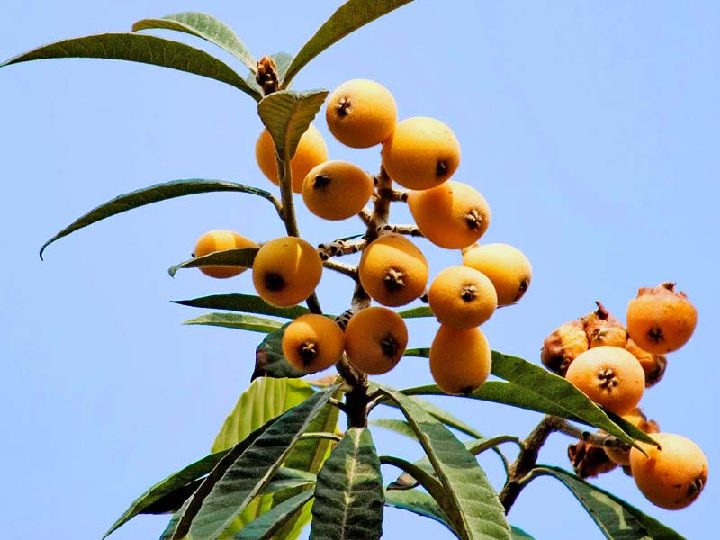 Níspero - Región de Murcia Digital