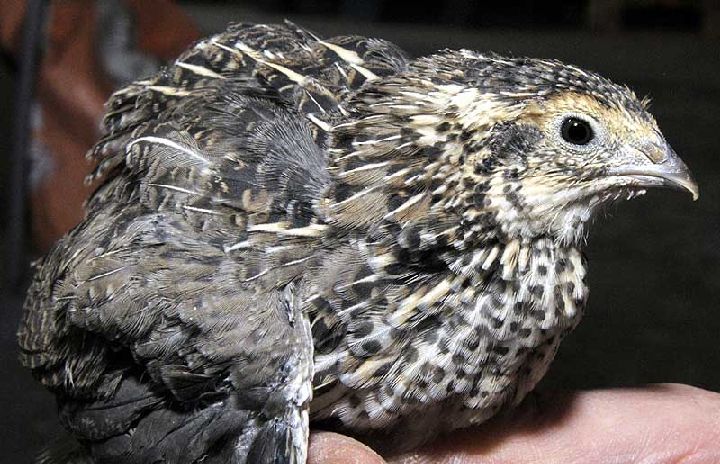 Codorniz - Región de Murcia Digital