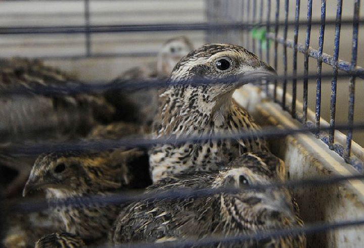 Codorniz - Región de Murcia Digital