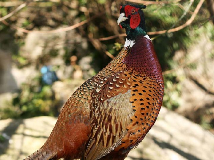 Faisán - Región de Murcia Digital