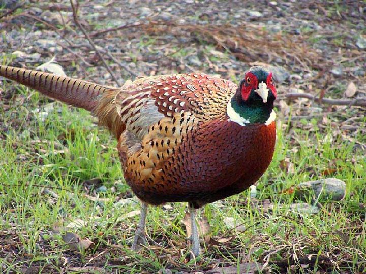 Faisán macho en su entorno natural [Faisán -archivo]