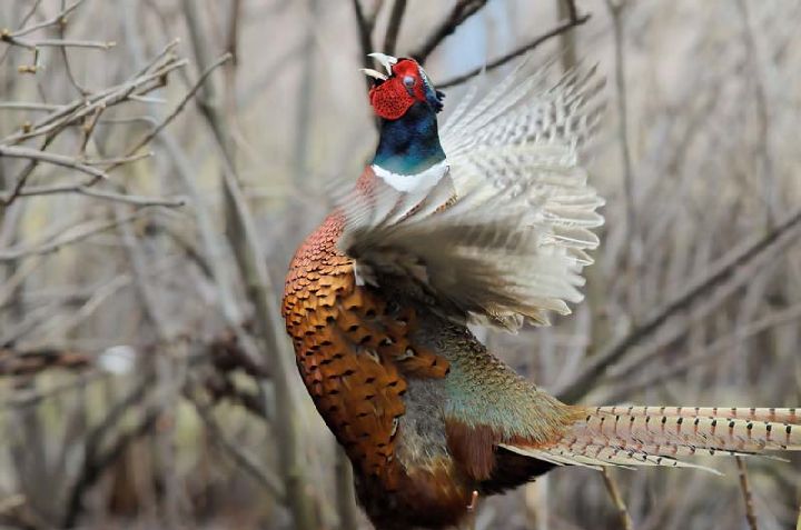 Faisán - Región de Murcia Digital