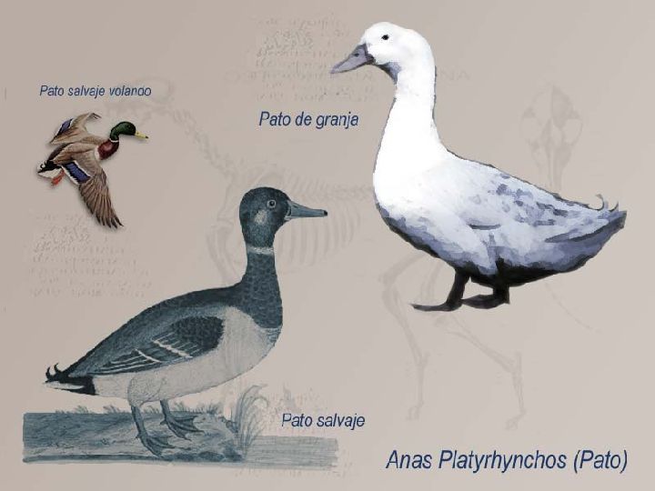 Pato - Región de Murcia Digital