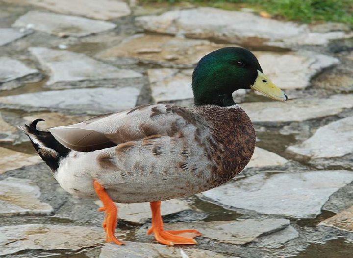 Pato - Región de Murcia Digital