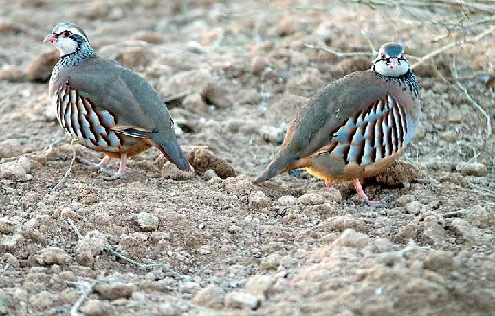 Perdiz - Región de Murcia Digital