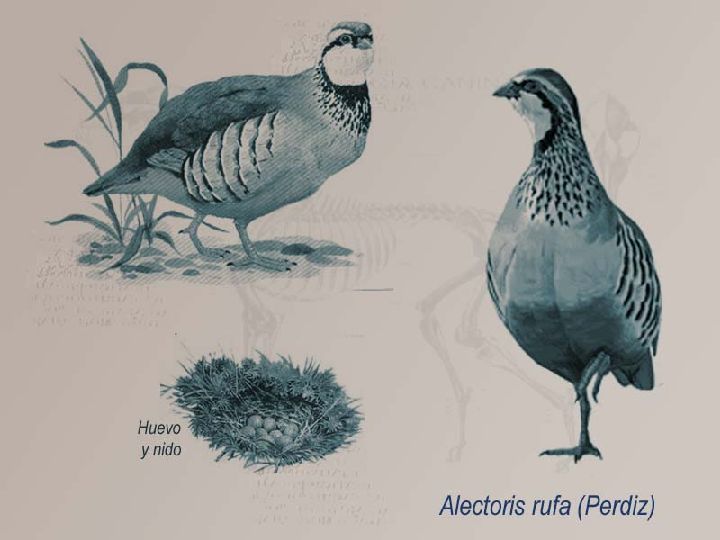 Perdiz - Región de Murcia Digital