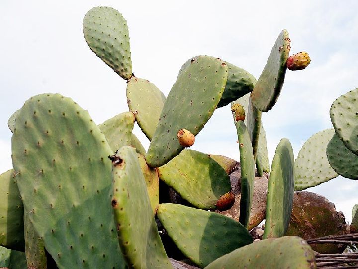 Higo Chumbo - Región de Murcia Digital