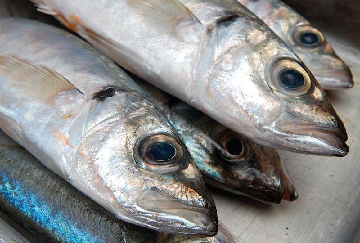 Jurel-Historia - Región de Murcia Digital