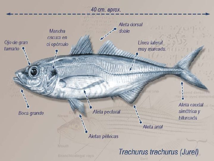 Jurel - Región de Murcia Digital