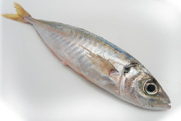 Jurel - Región de Murcia Digital