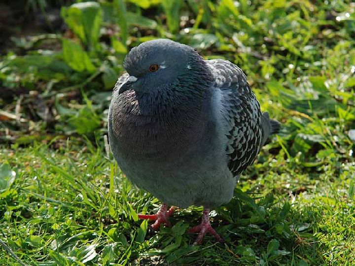Vista en detalle de una paloma [Paloma]