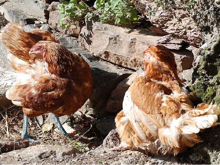 Pollo- Características - Región de Murcia Digital