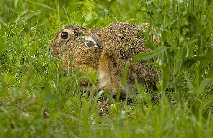 Liebre- Historia y reproducción - Región de Murcia Digital
