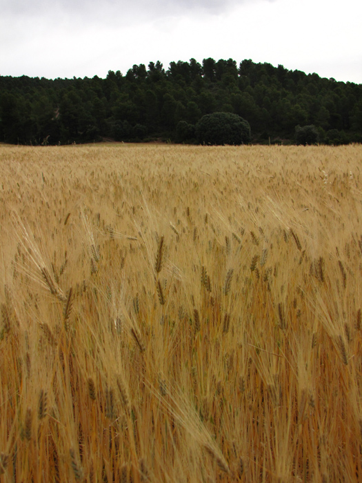 TRIGO DURO. Triticum durum [Poaceae (=Gramineae)] - Región de Murcia ...