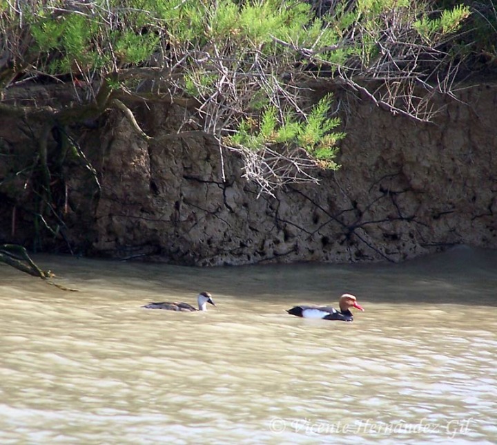 Pato colorado (Netta rufina). Familia ANATIDAE - Región de Murcia Digital