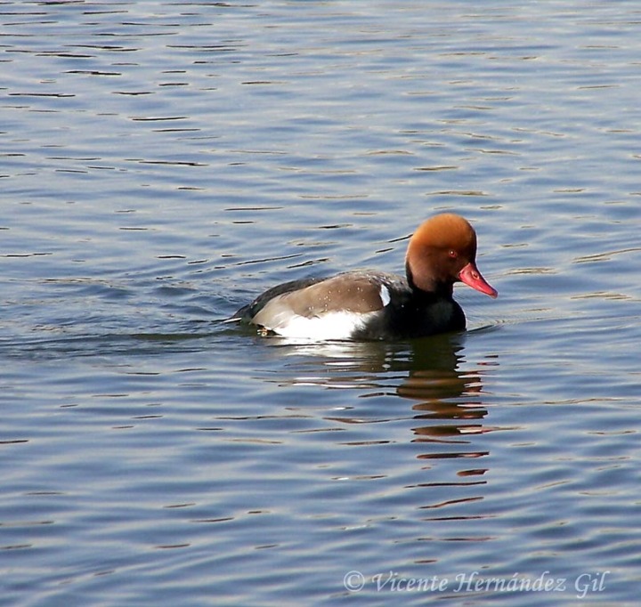 Pato colorado (Netta rufina). Familia ANATIDAE - Región de Murcia Digital