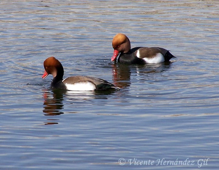 Pato colorado (Netta rufina). Familia ANATIDAE - Región de Murcia Digital