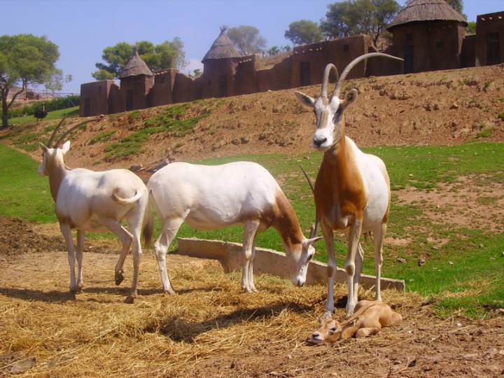Terra Natura Murcia consolida los nacimientos de orix blanco con la ...