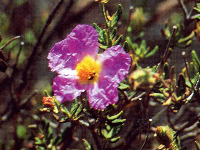 JARA DE CARTAGENA. Cistus heterophyllus subsp.carthaginensis [Cistaceae ...