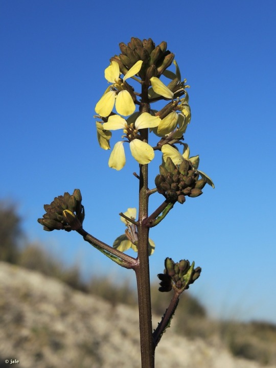 JARAMAGO MENOR, RABANIZA DE GUIRAO. Guiraoa arvensis [Cruciferae ...