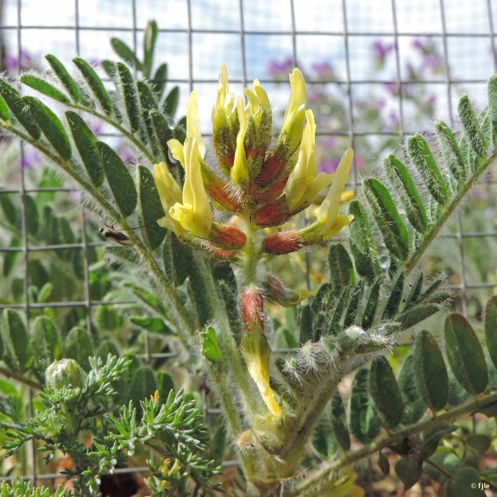 GARBANCILLO DE TALLANTE. Astragalus nitidiflorus [Leguminosae] - Región ...