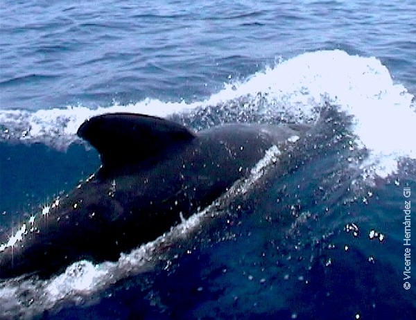 Calderón Común (Globicephala melas). Familia DELPHINIDAE - Región de ...