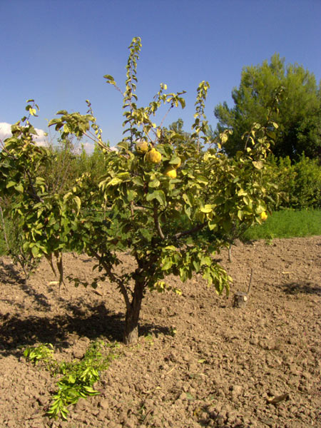 El membrillo - Región de Murcia Digital