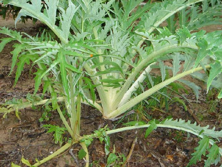Cardos Romanos- La mata de cardo - Región de Murcia Digital