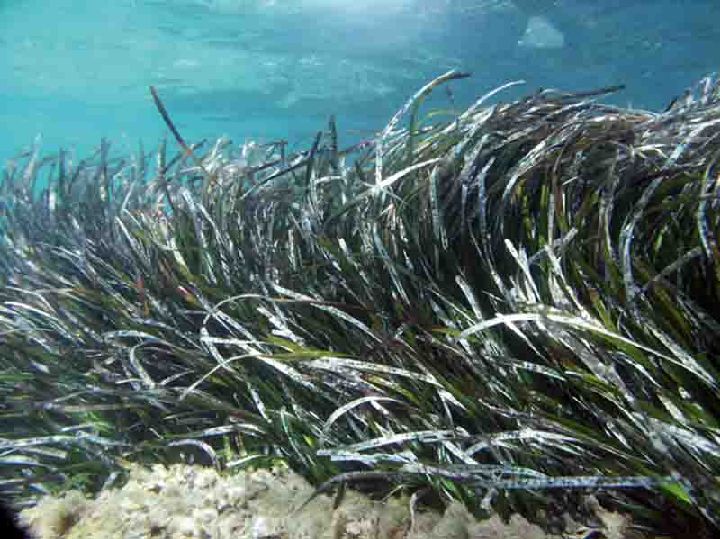 Las praderas de Posidonia oceanica- ¿Sabías que...? - Región de Murcia ...