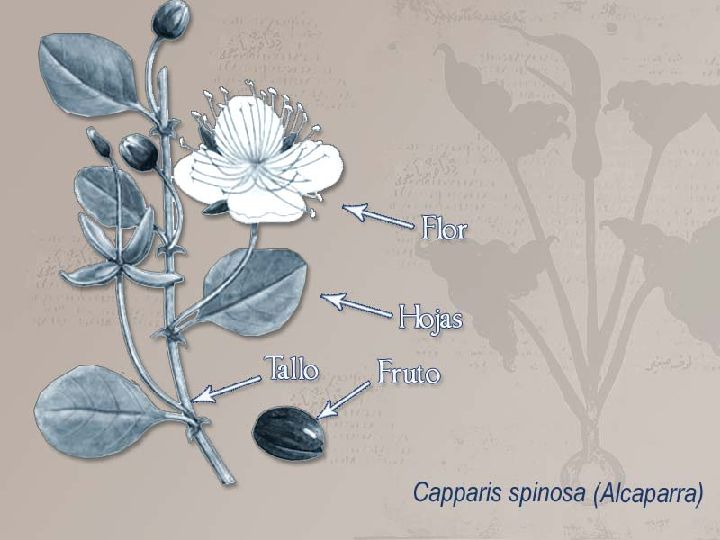 Alcaparras, tallos y alcaparrones2- Historia y características - Región ...