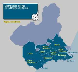 Ajo- Historia y distribución - Región de Murcia Digital