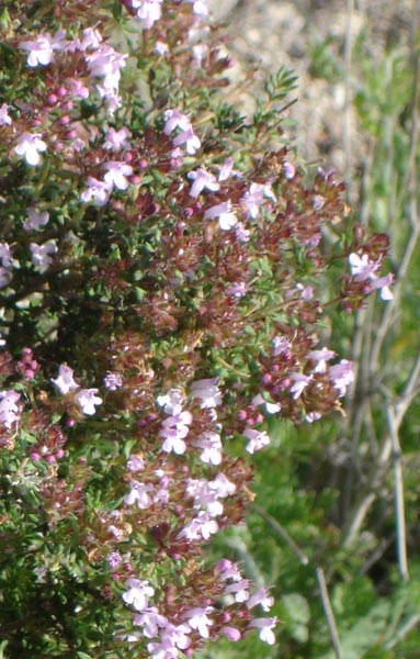 Tomillo- Historia - Región de Murcia Digital