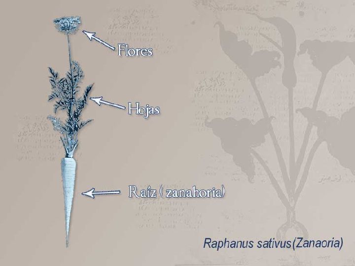 Zanahoria- Características - Región de Murcia Digital