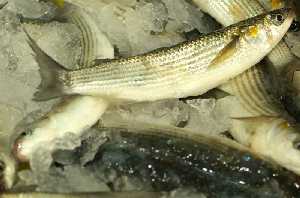 Mújol - Región de Murcia Digital