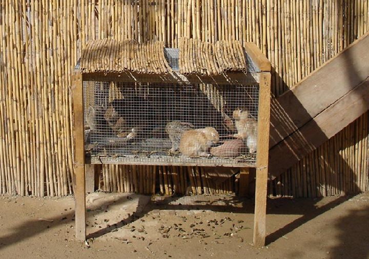 Conejo- Hábitos - Región de Murcia Digital