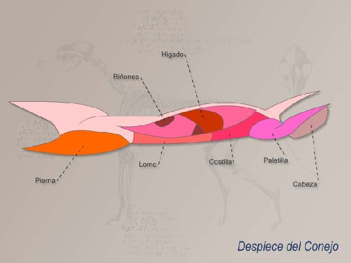 Conejo- Gastronomía - Región de Murcia Digital