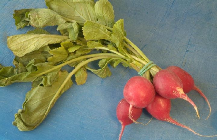 Rábano - Región de Murcia Digital