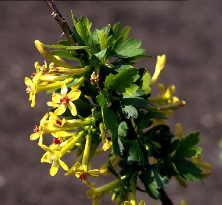 Clavo - Región de Murcia Digital