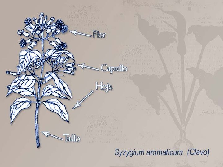 Clavo- Características - Región de Murcia Digital