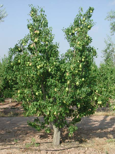 Pera de Jumilla- Producción y D.O. - Región de Murcia Digital