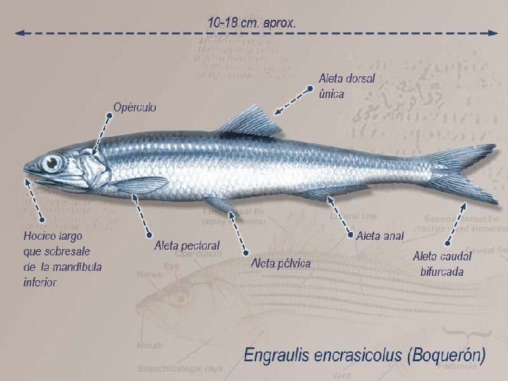 Boquerón - Región de Murcia Digital