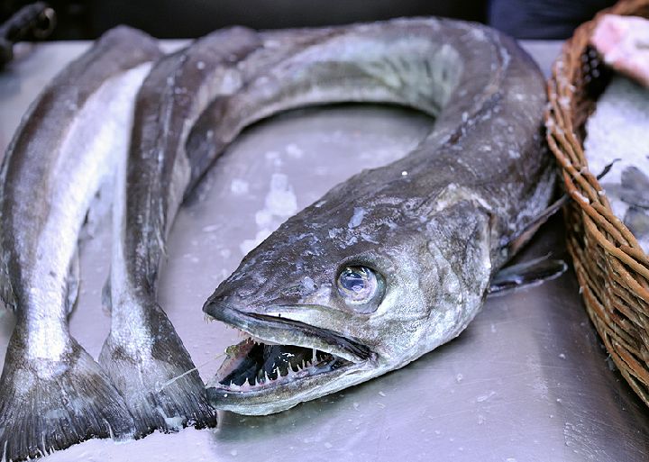 Merluza - Región de Murcia Digital