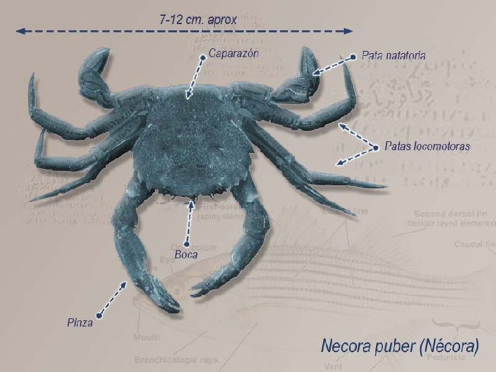Nécora - Región de Murcia Digital